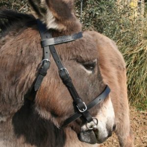 Equipement et Matériel pour les Anes - Cab'Ane