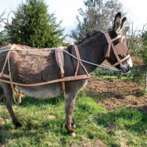 Equipement et Matériel pour les Anes - Cab'Ane