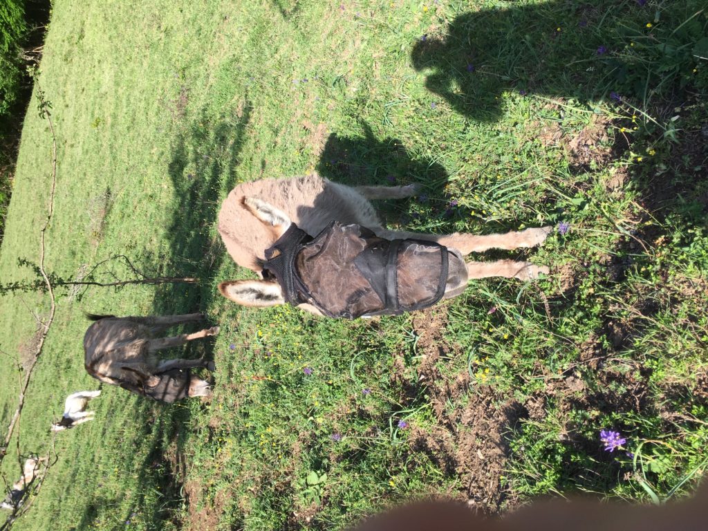 Bonnet anti insecte pour âne- 12266