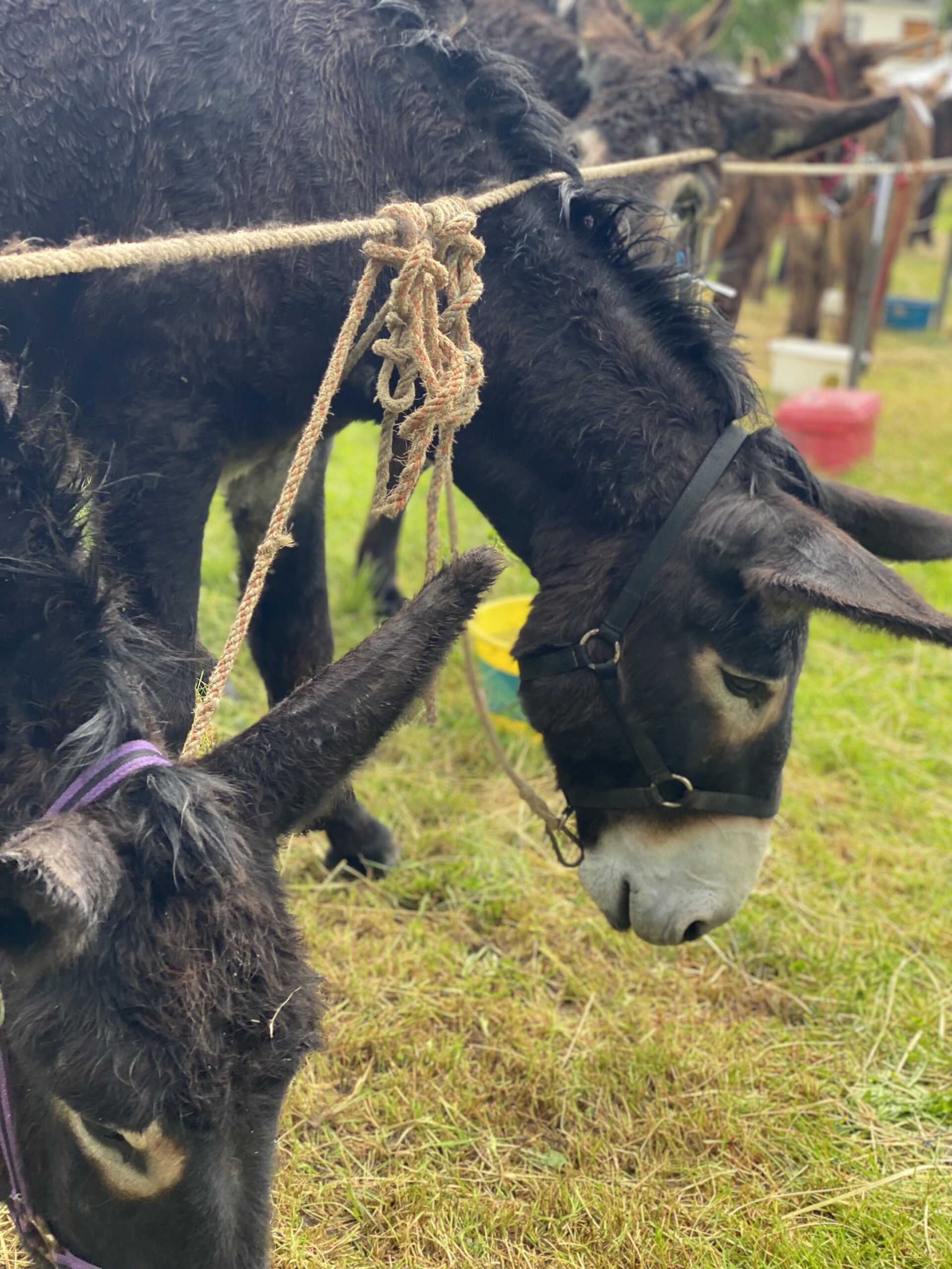 Equipement et Matériel pour les Anes - Cab'Ane